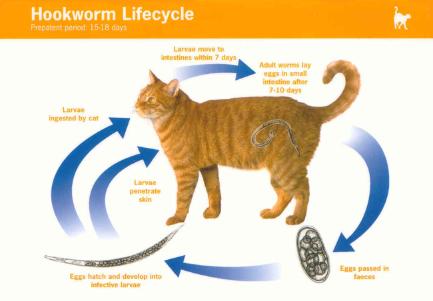 FelineHookworm